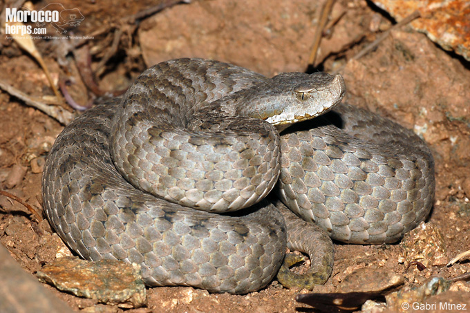 Vipera monticola - Alchetron, The Free Social Encyclopedia
