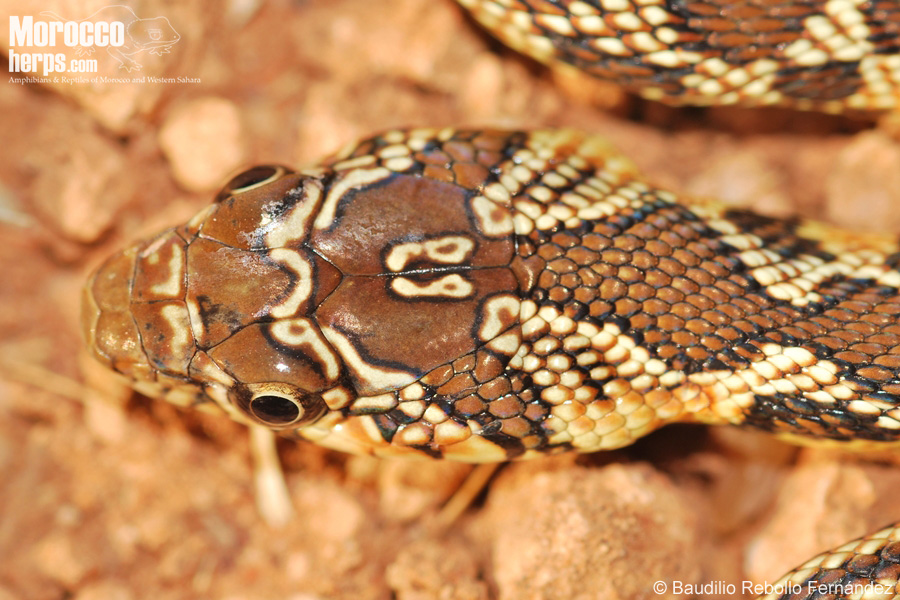 Horseshoe Whip Snake (Reptiles and Amphibians of Morocco) · iNaturalist
