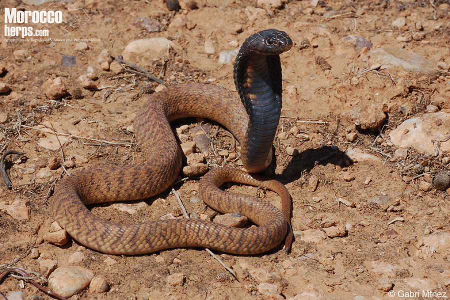 Galería multimedia: fotos y vídeos de Naja haje - Anfibios y Reptiles ...