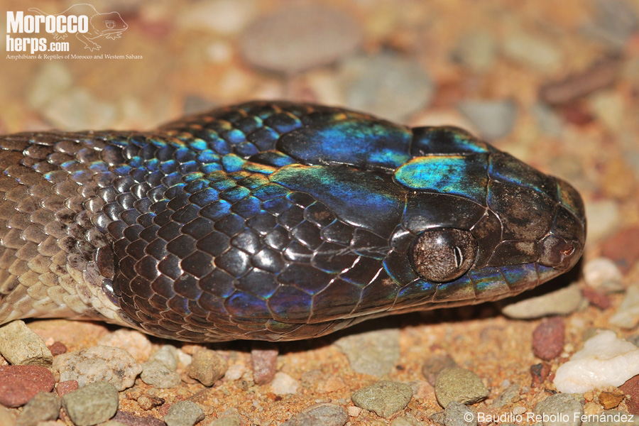 Multimedia Gallery: photos and videos of Telescopus tripolitanus ...