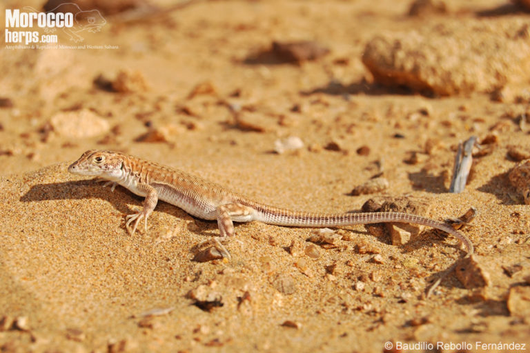 Galería multimedia de Acanthodactylus aureus – moroccoherps.com 2.0