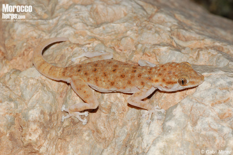 Galería multimedia de Ptyodactylus oudrii – moroccoherps.com 2.0