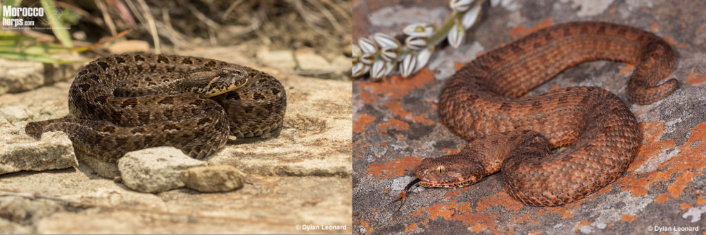 The phenotypic variability of the Genus Bitis Gray 1842, with remarks ...