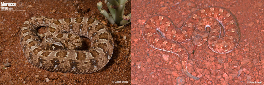 The phenotypic variability of the Genus Bitis Gray 1842, with remarks ...