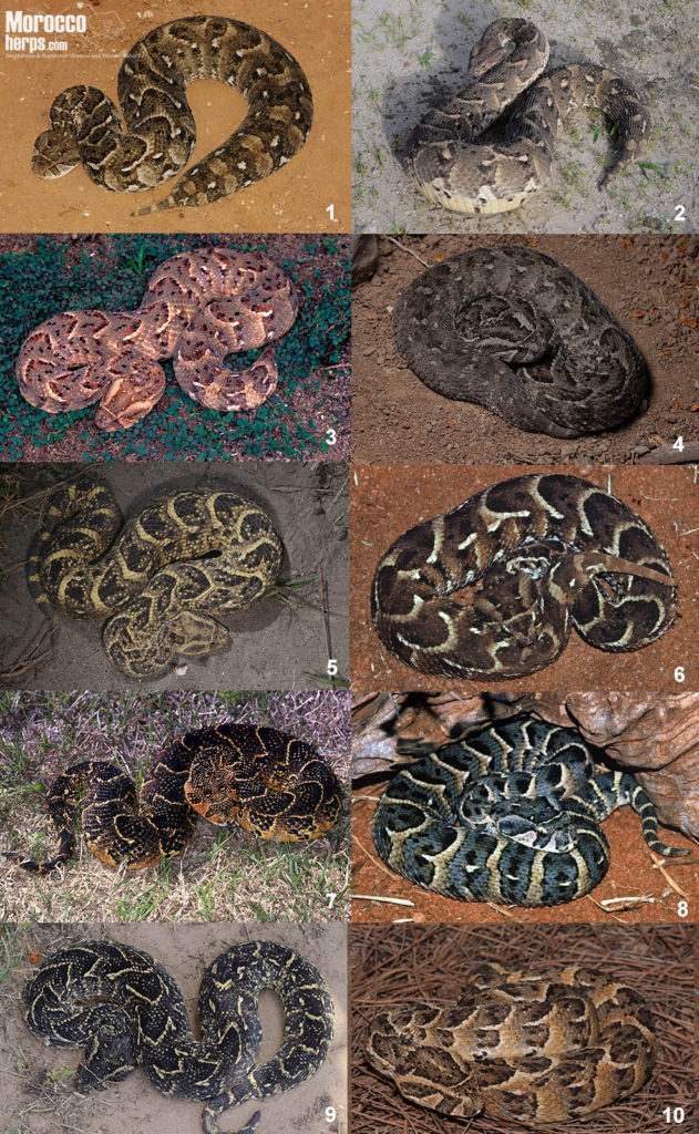 The phenotypic variability of the Genus Bitis Gray 1842, with remarks ...