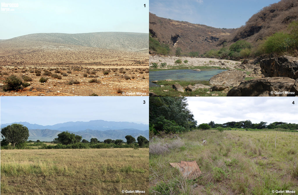 The phenotypic variability of the Genus Bitis Gray 1842, with remarks ...