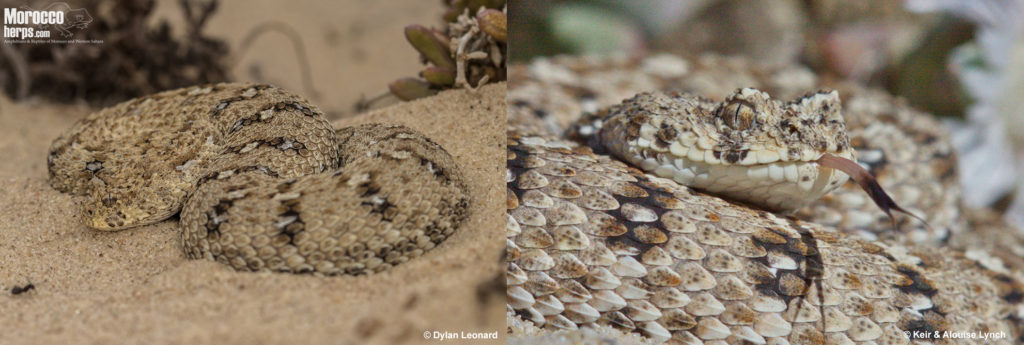 The phenotypic variability of the Genus Bitis Gray 1842, with remarks ...