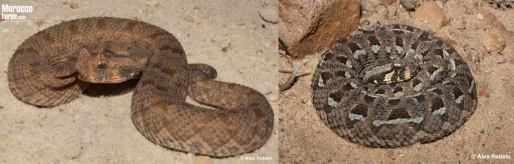 The phenotypic variability of the Genus Bitis Gray 1842, with remarks ...